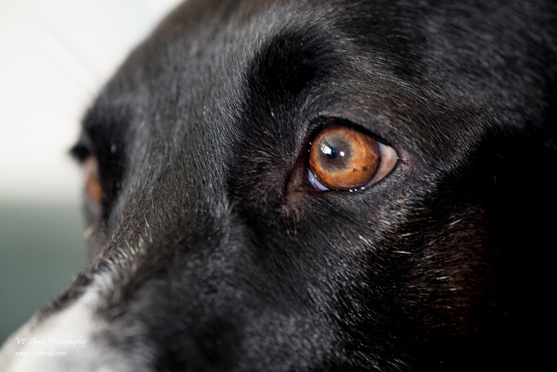 VP Shoots Photography | Pet Photography - Theme 