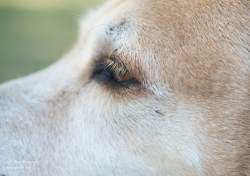 VP Shoots Photography | Pet Photography - Theme 